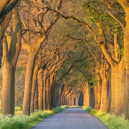 Is deze boom dood? - Van Weert toont hoe u dode bomen herkent